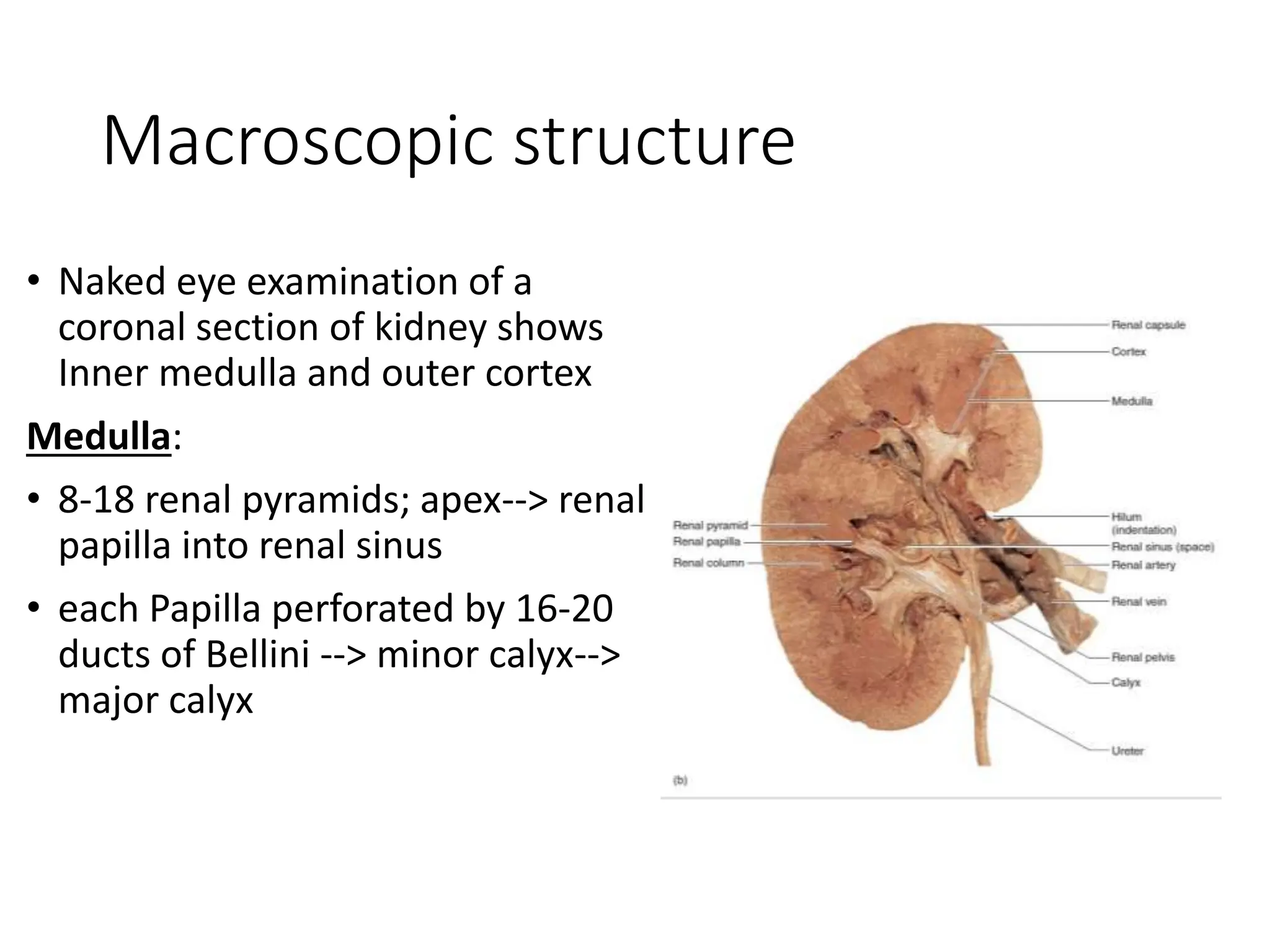 Urinary system -for NURSING copy.pptx | Brain and Nervous System ...