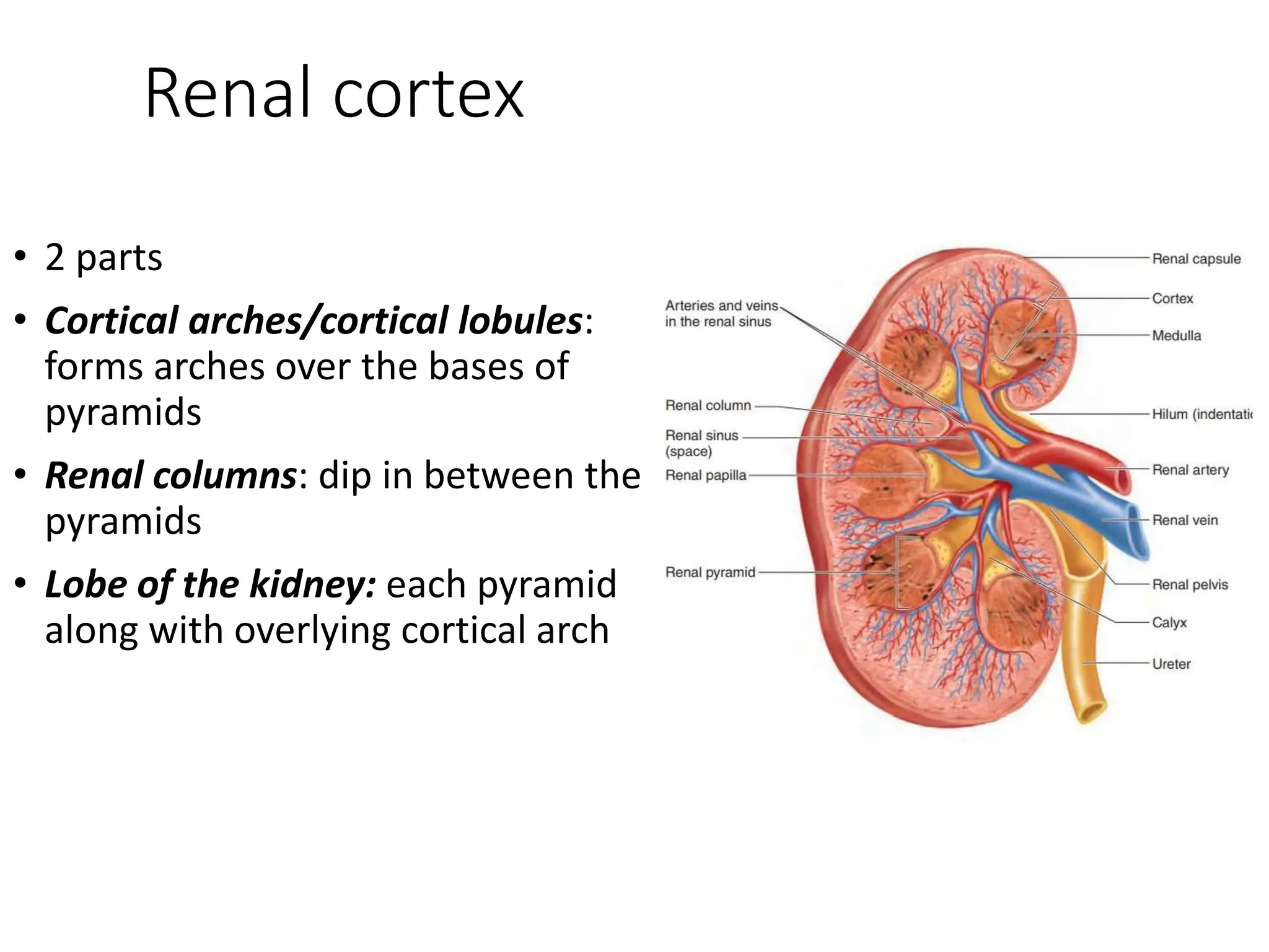 Urinary system -for NURSING copy.pptx | Brain and Nervous System ...