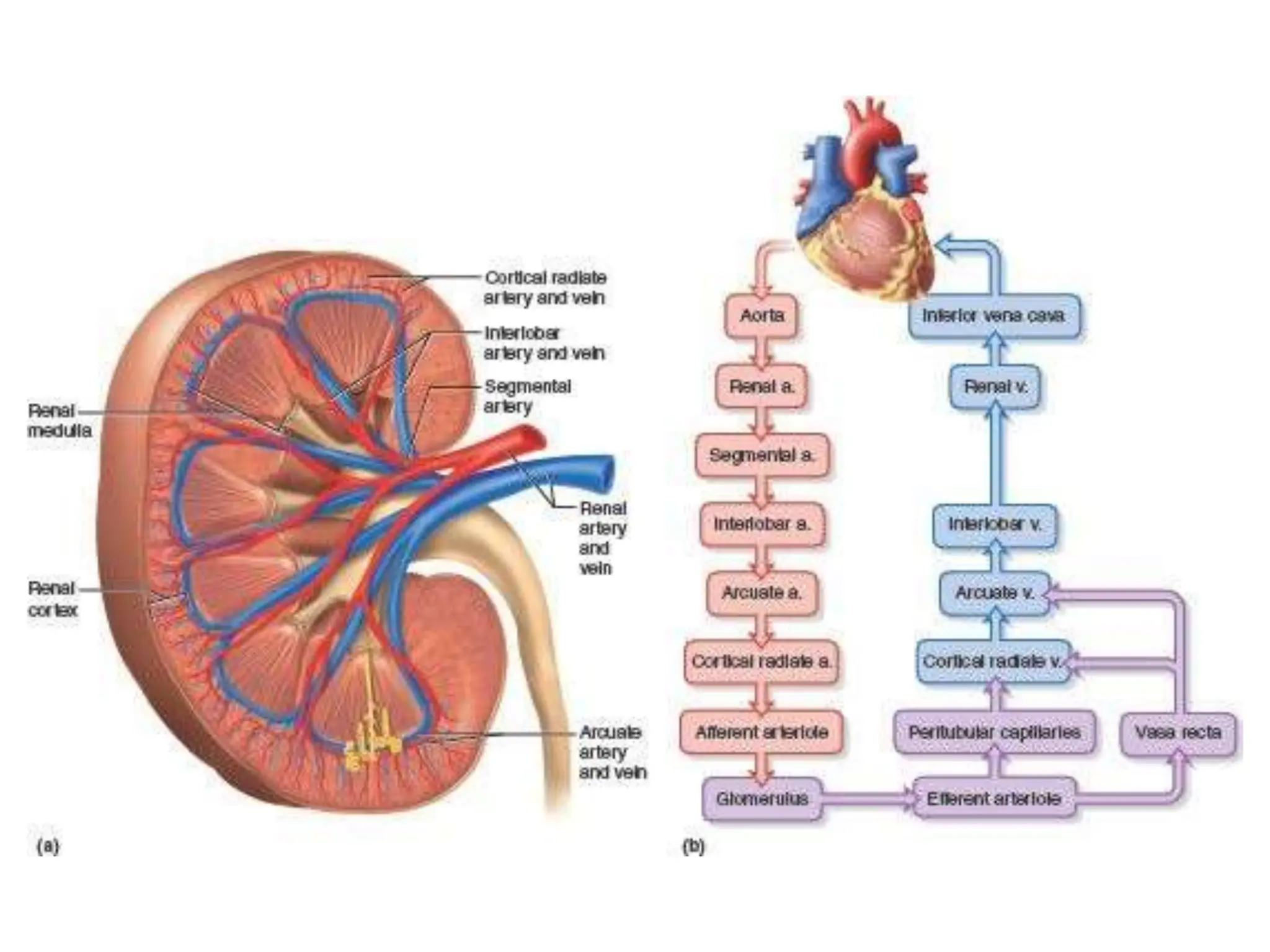 Urinary system -for NURSING copy.pptx | Brain and Nervous System ...