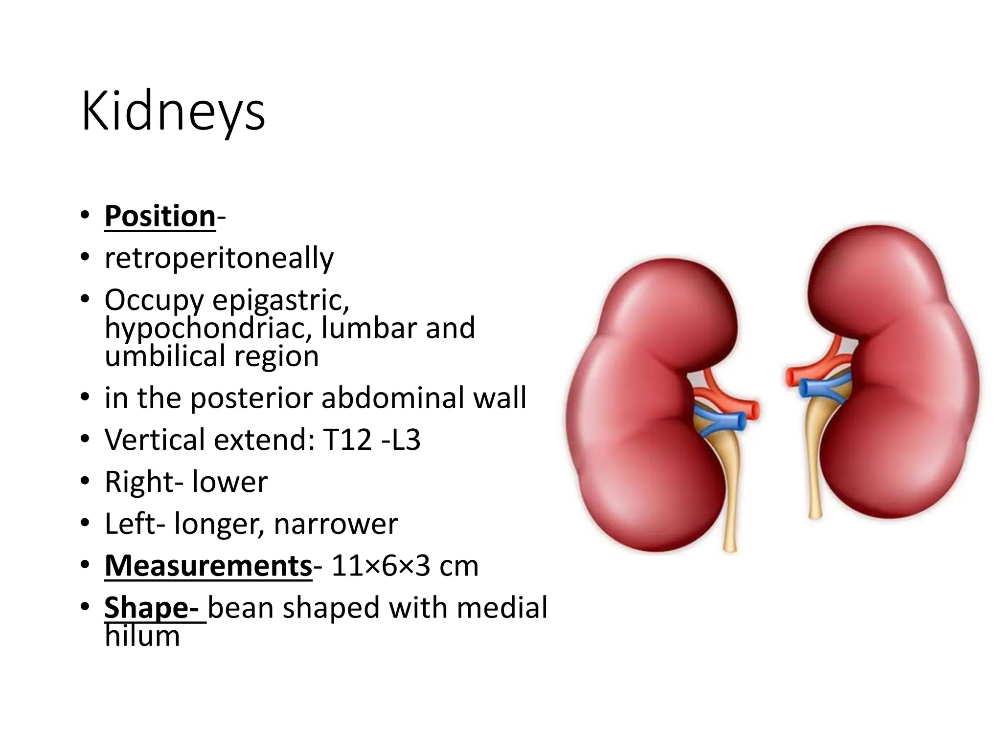 Urinary system -for NURSING copy.pptx | Brain and Nervous System ...