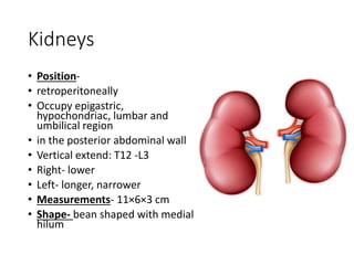 Urinary system -for NURSING copy.pptx