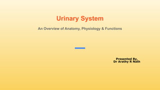 Understanding the Urinary System: From Filtration to Excretion | PPT