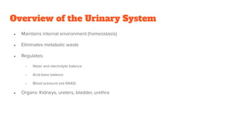 Understanding the Urinary System: From Filtration to Excretion | PPT