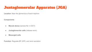 Understanding the Urinary System: From Filtration to Excretion | PPT
