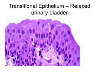 Urinary system presentation | PPT