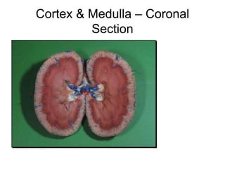 Urinary system presentation | PPT