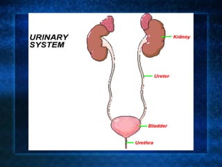 Anatomy and Physiology one. presentarion on UrinarySystem 09.ppt