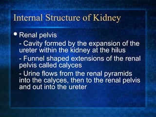 Anatomy and Physiology one. presentarion on UrinarySystem 09.ppt