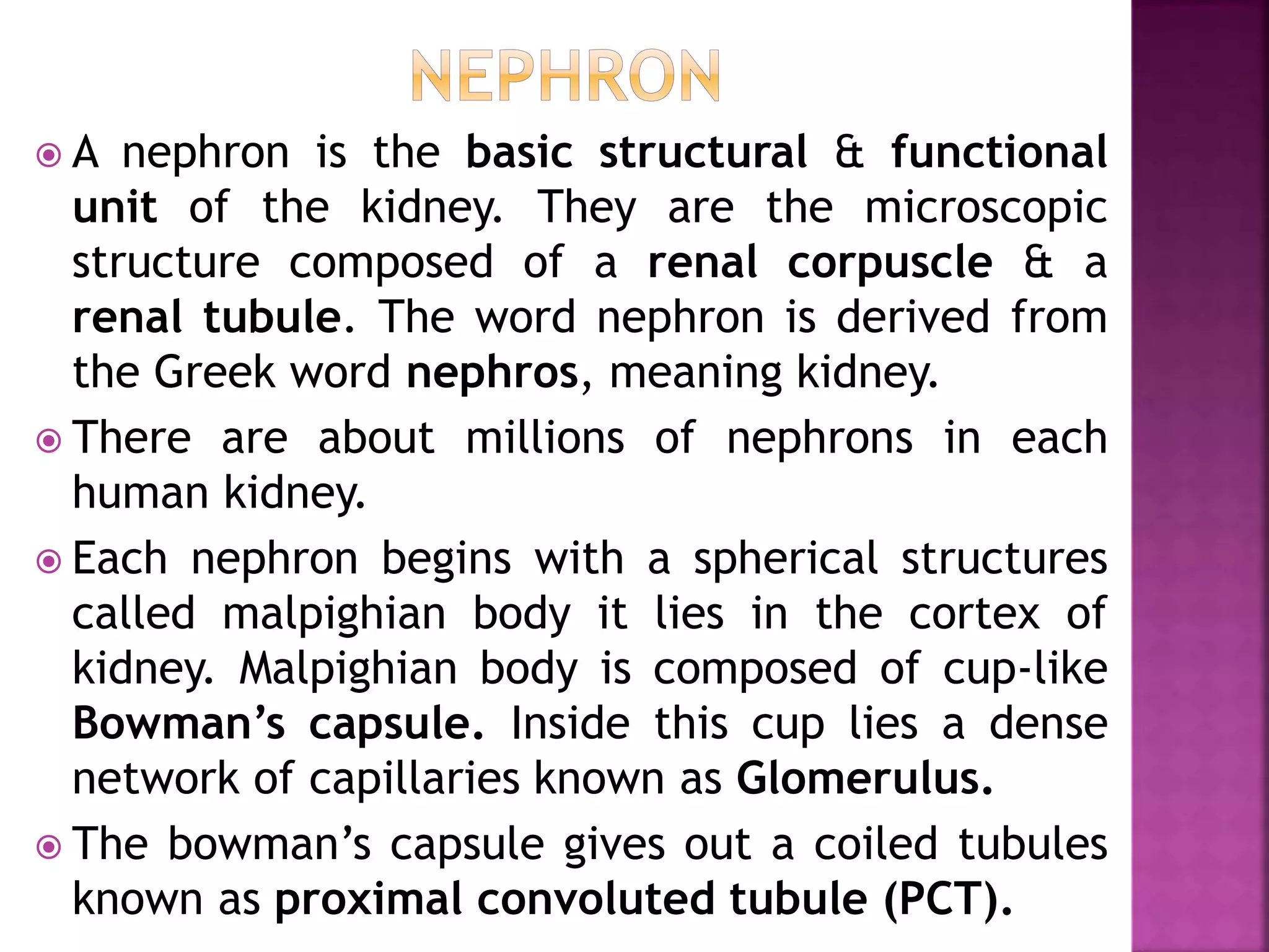 urinary system (1).pptx
