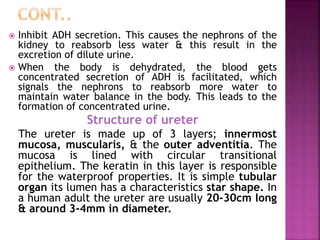 urinary system (1).pptx