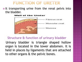 urinary system (1).pptx