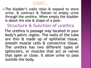 urinary system (1).pptx