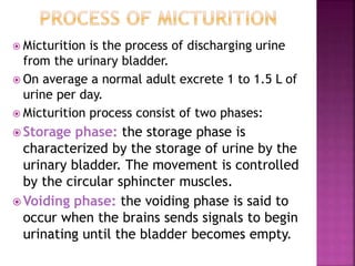 urinary system (1).pptx