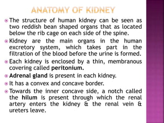 urinary system (1).pptx