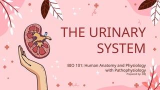URINARY SYSTEM bio 101 human anatomy and | PPTX