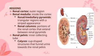 URINARY SYSTEM bio 101 human anatomy and | PPT