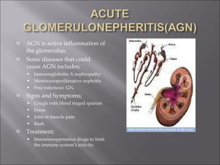 Urinary System 11 | PPT