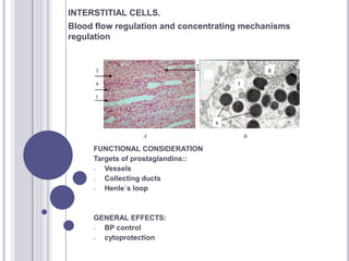 Urinary system 121023 | PPTX | Science