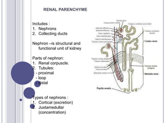 Urinary system 121023 | PPTX | Science