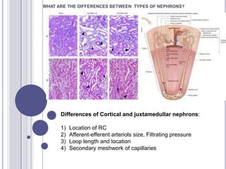 Urinary system 121023 | PPTX | Science