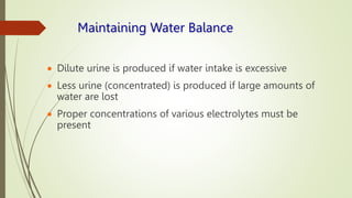 URINARY SYSTEM 16.pptx