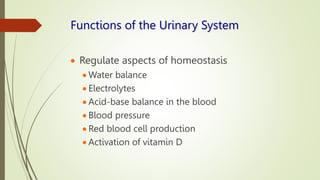 URINARY SYSTEM 16.pptx