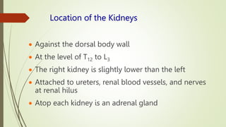 URINARY SYSTEM 16.pptx