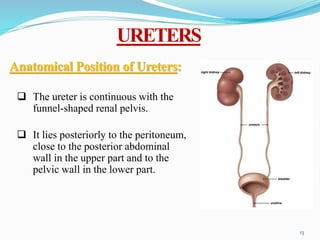 Urinary System | RT Subhankar | PPT