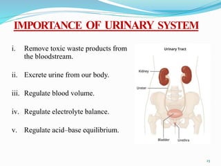 Urinary System | RT Subhankar | PPT