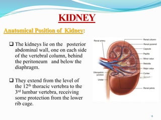 Urinary System | RT Subhankar | PPT
