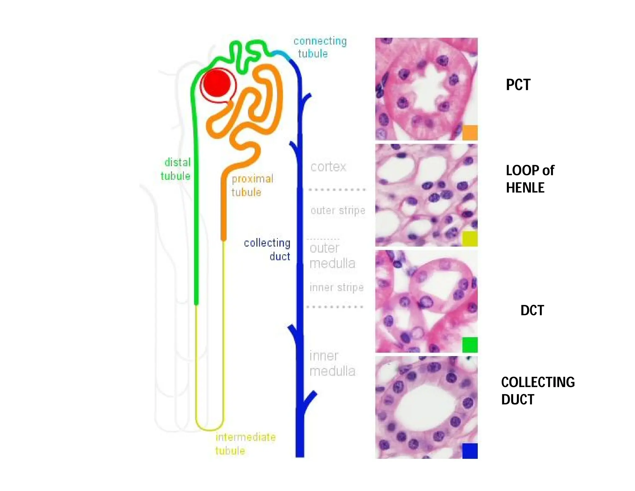 Urinary System Histology note_25_615.pdf