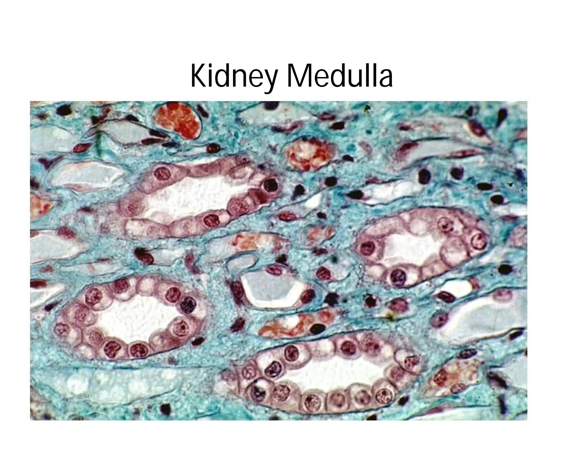 Urinary System Histology note_25_615.pdf