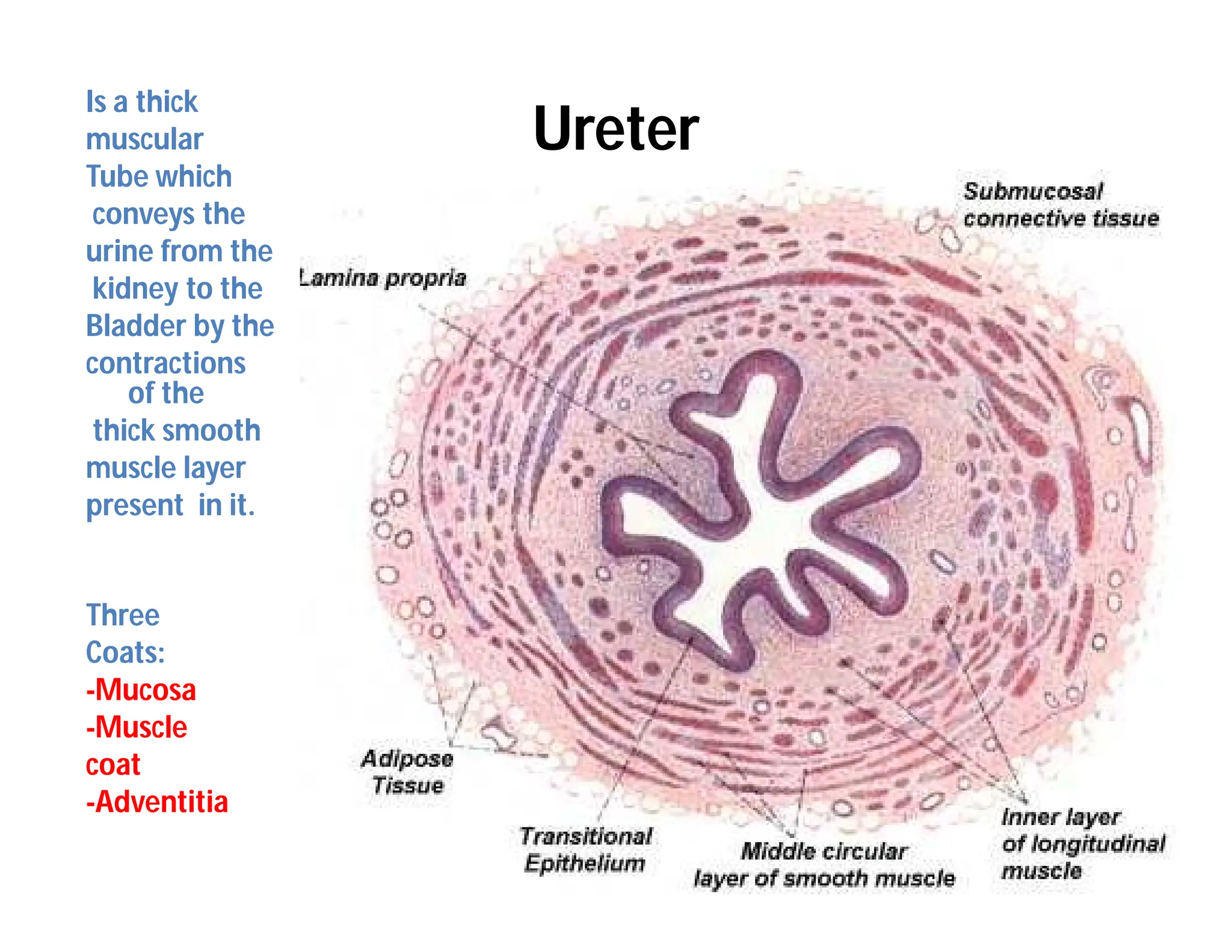 Urinary System Histology note_25_615.pdf