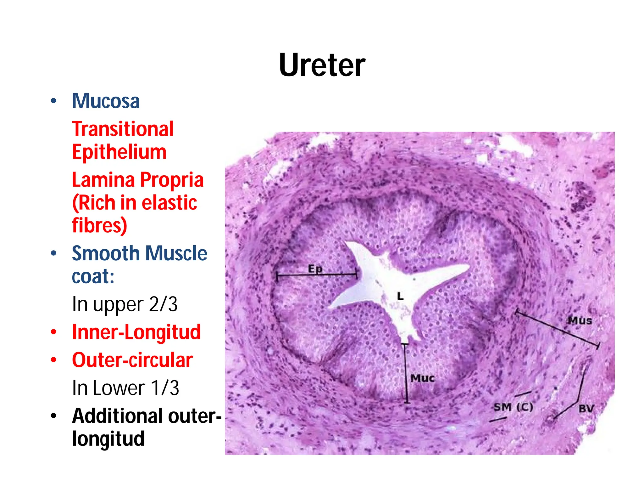Urinary System Histology note_25_615.pdf