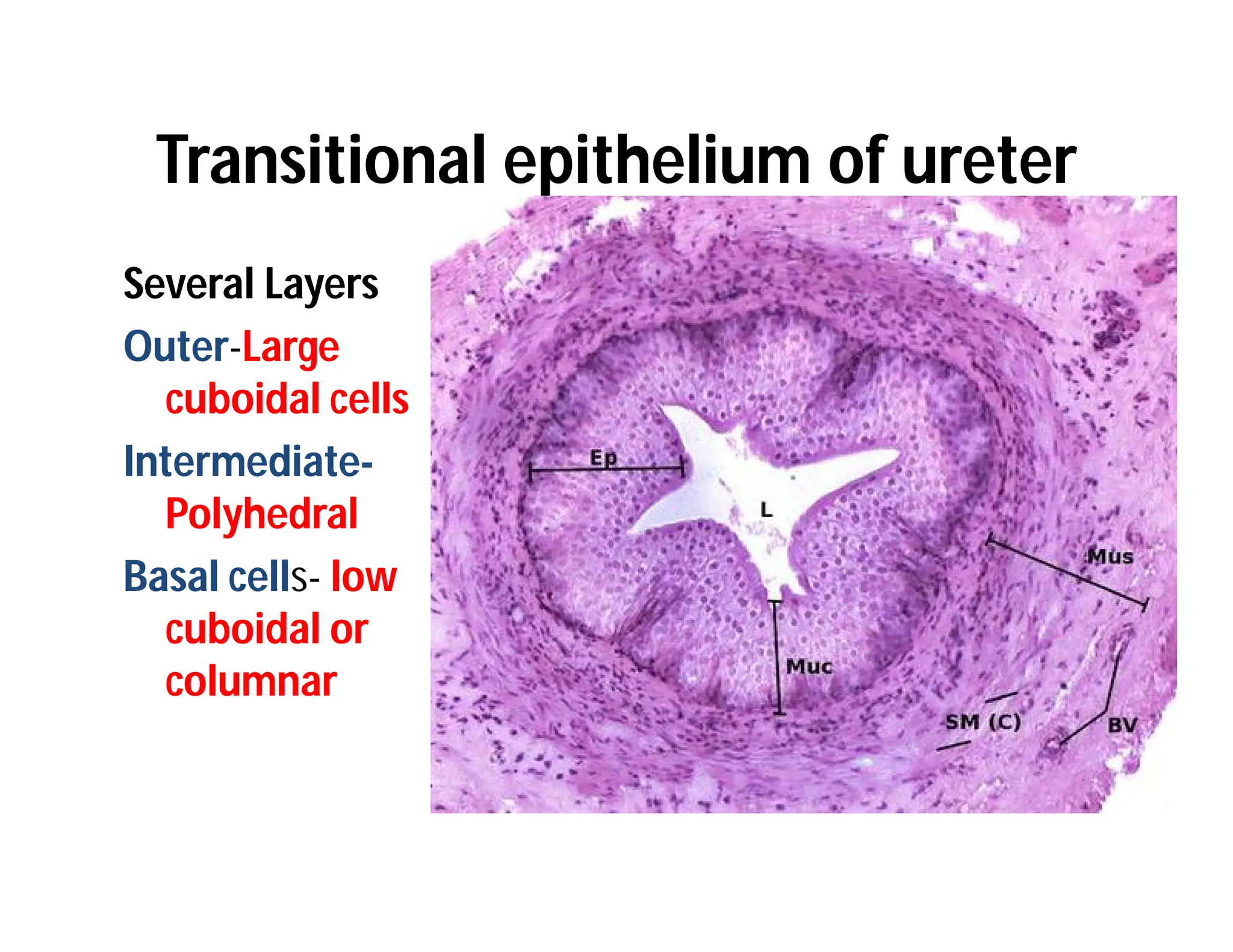 Urinary System Histology note_25_615.pdf