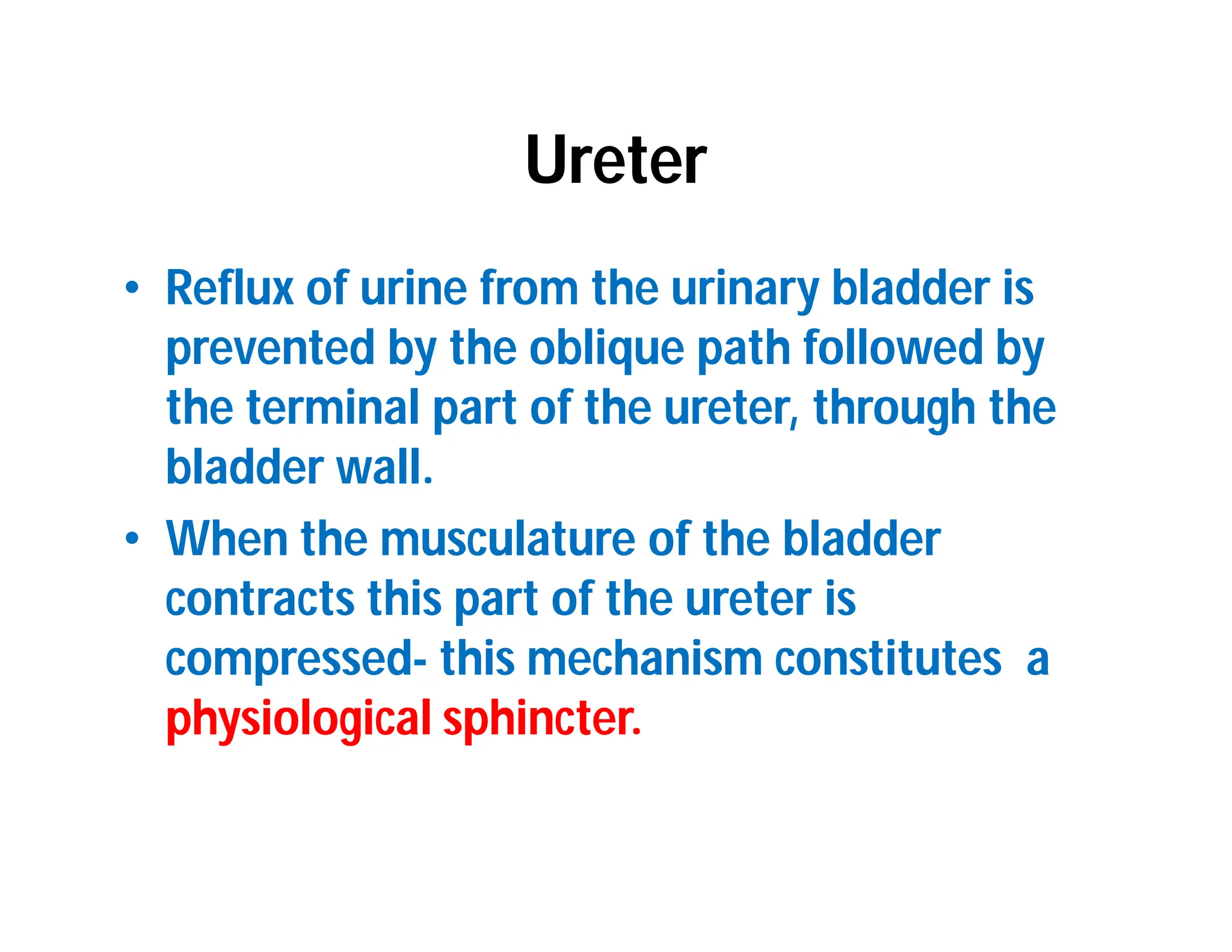 Urinary System Histology note_25_615.pdf