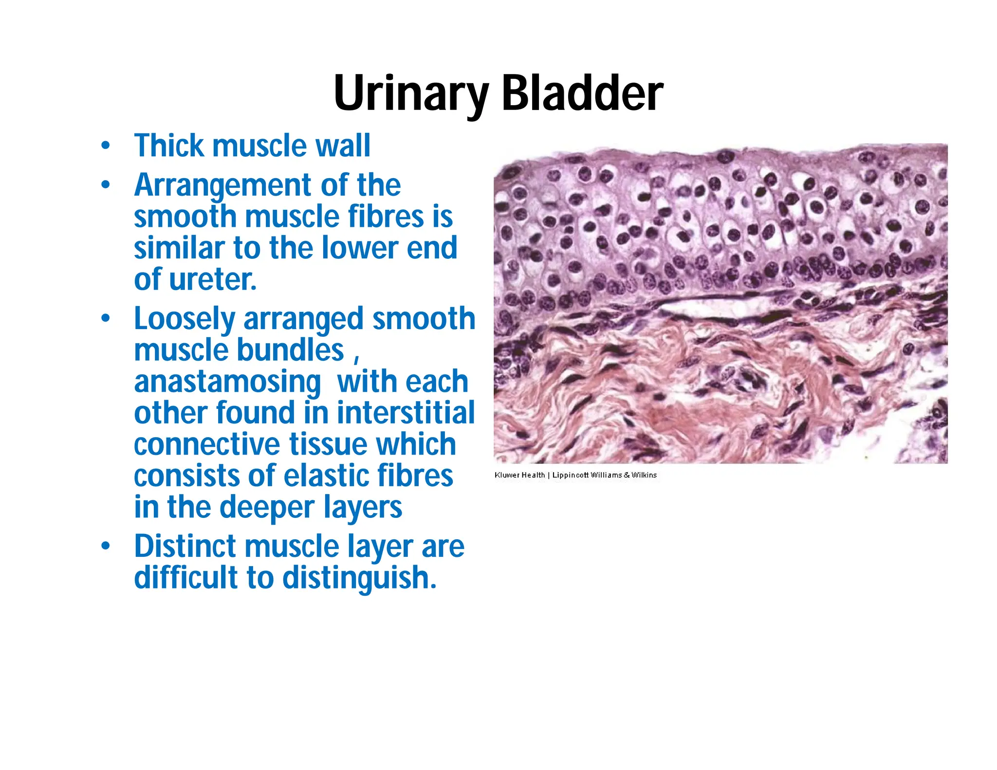 Urinary System Histology note_25_615.pdf