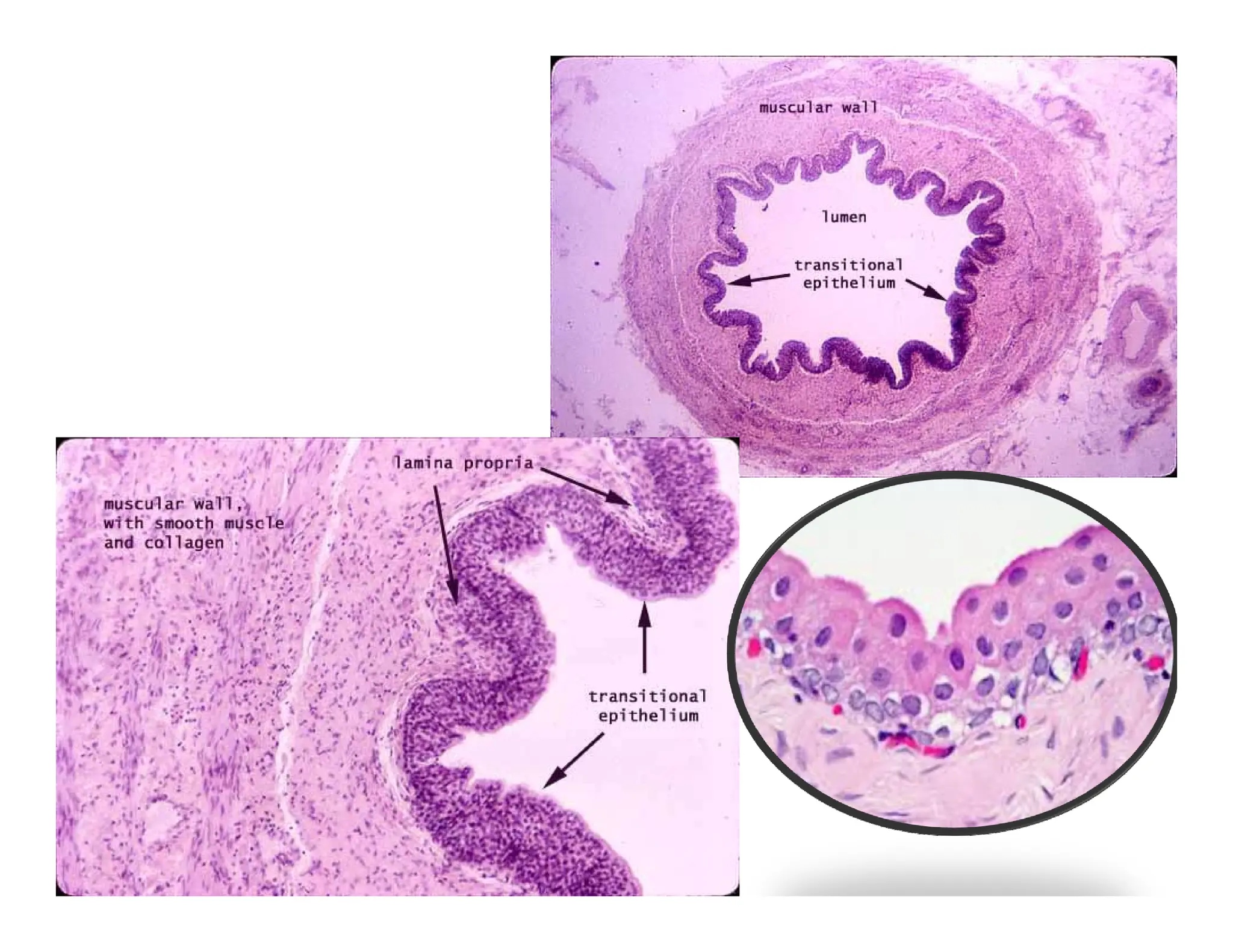 Urinary System Histology note_25_615.pdf