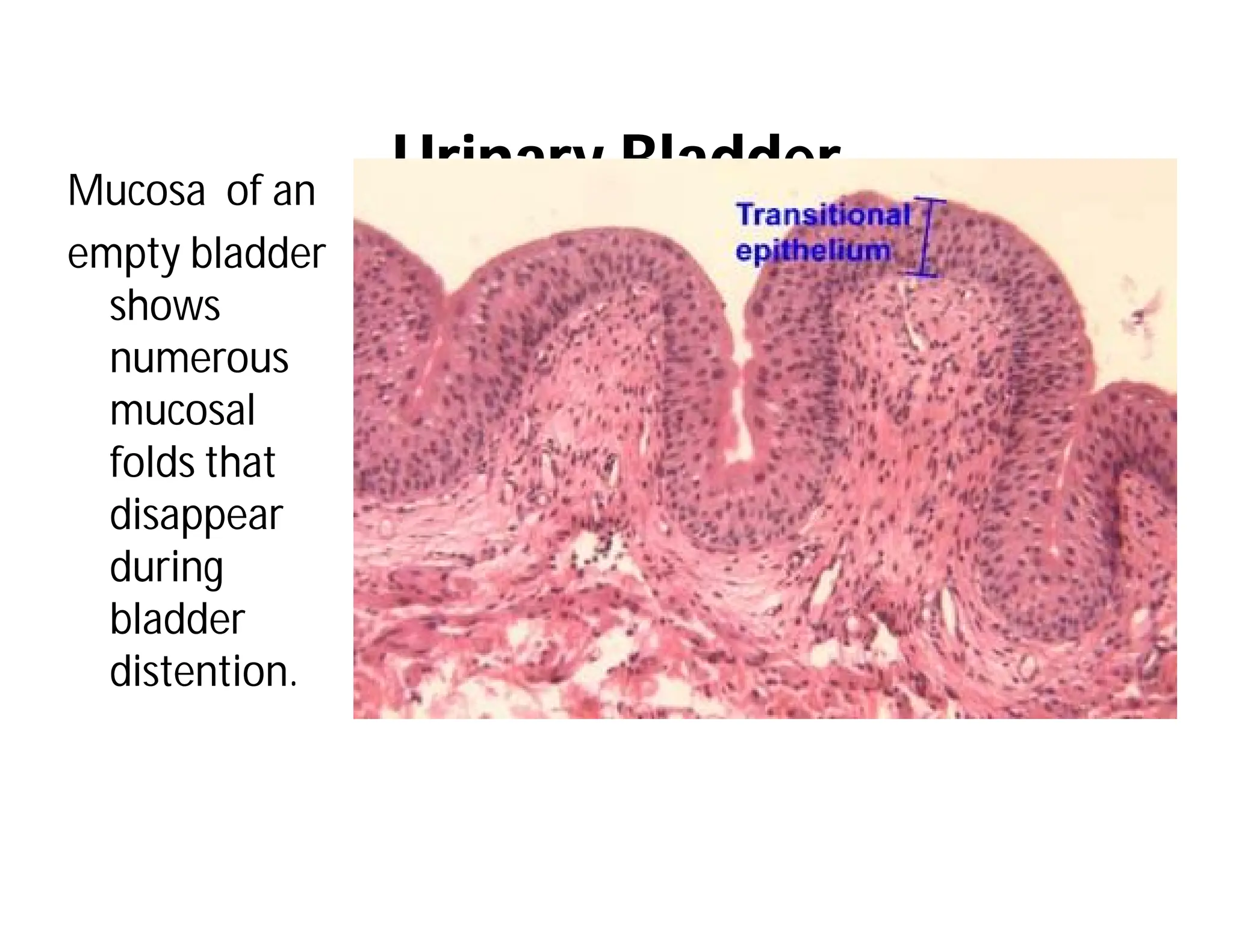 Urinary System Histology note_25_615.pdf