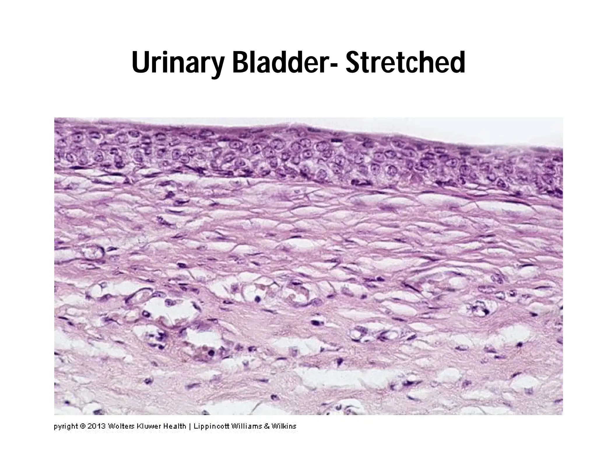 Urinary System Histology note_25_615.pdf