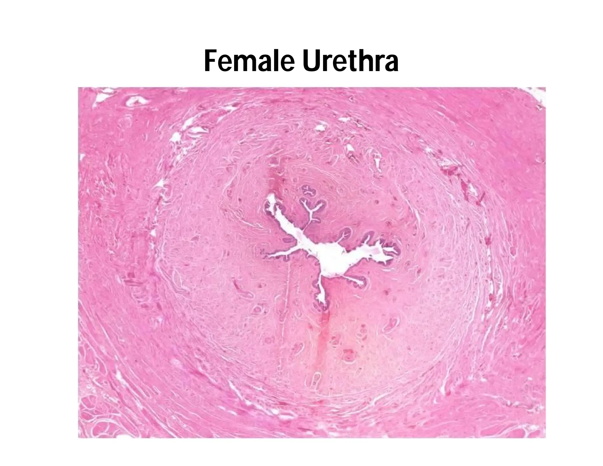Urinary System Histology note_25_615.pdf