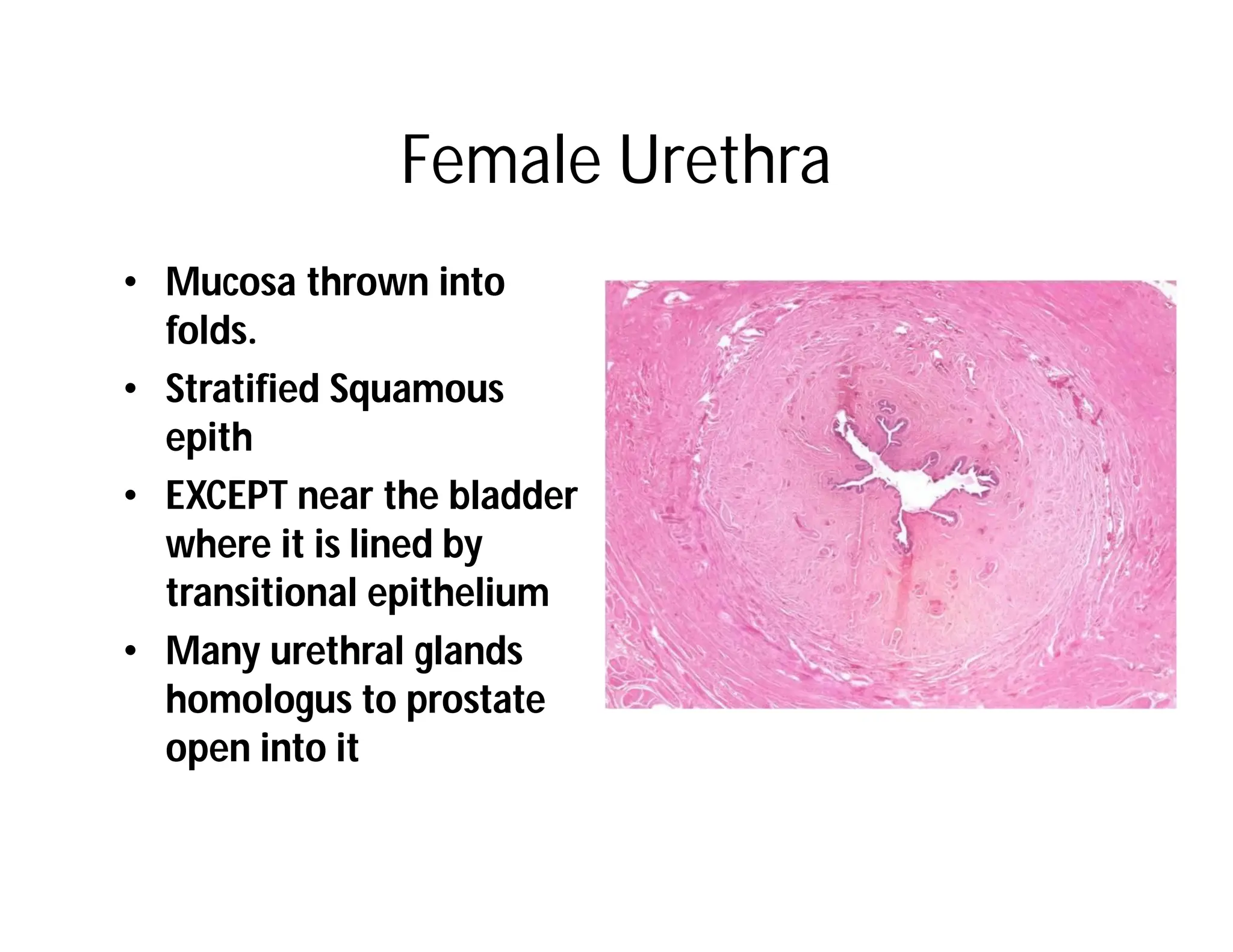 Urinary System Histology note_25_615.pdf