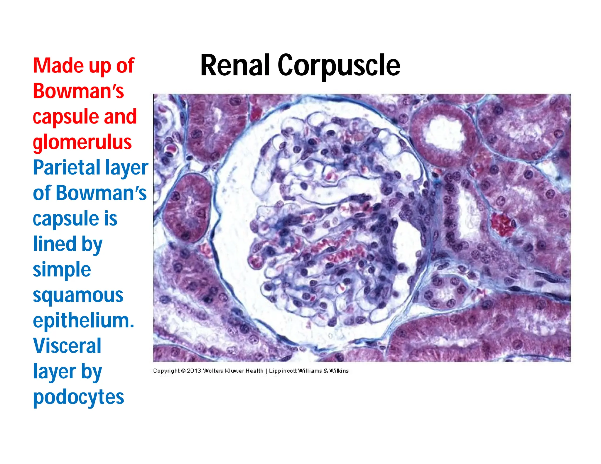 Urinary System Histology note_25_615.pdf