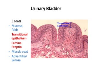 Urinary System Histology note_25_615.pdf