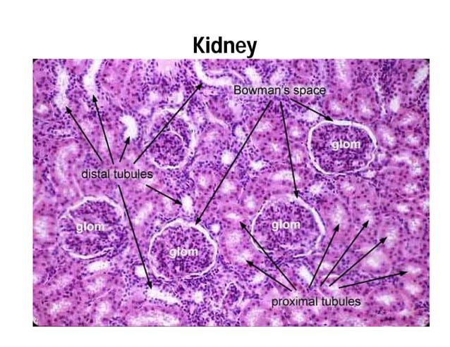 Urinary System Histology note_25_615.pdf