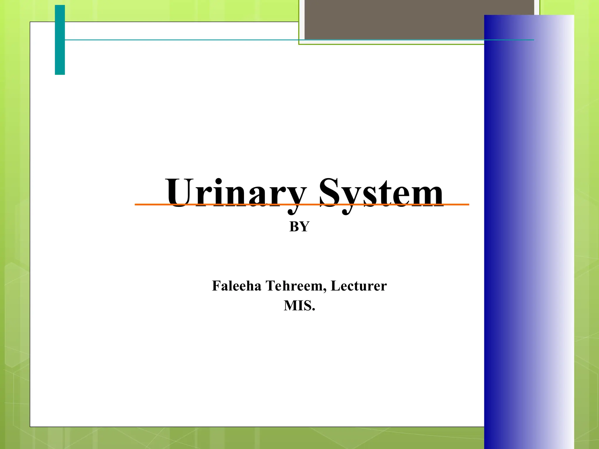 Urinary System [45] (1).ppt anatomy and physiology | PPT