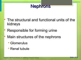 Urinary System [45] (1).ppt anatomy and physiology | PPT