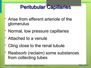 Urinary System [45] (1).ppt anatomy and physiology | PPT