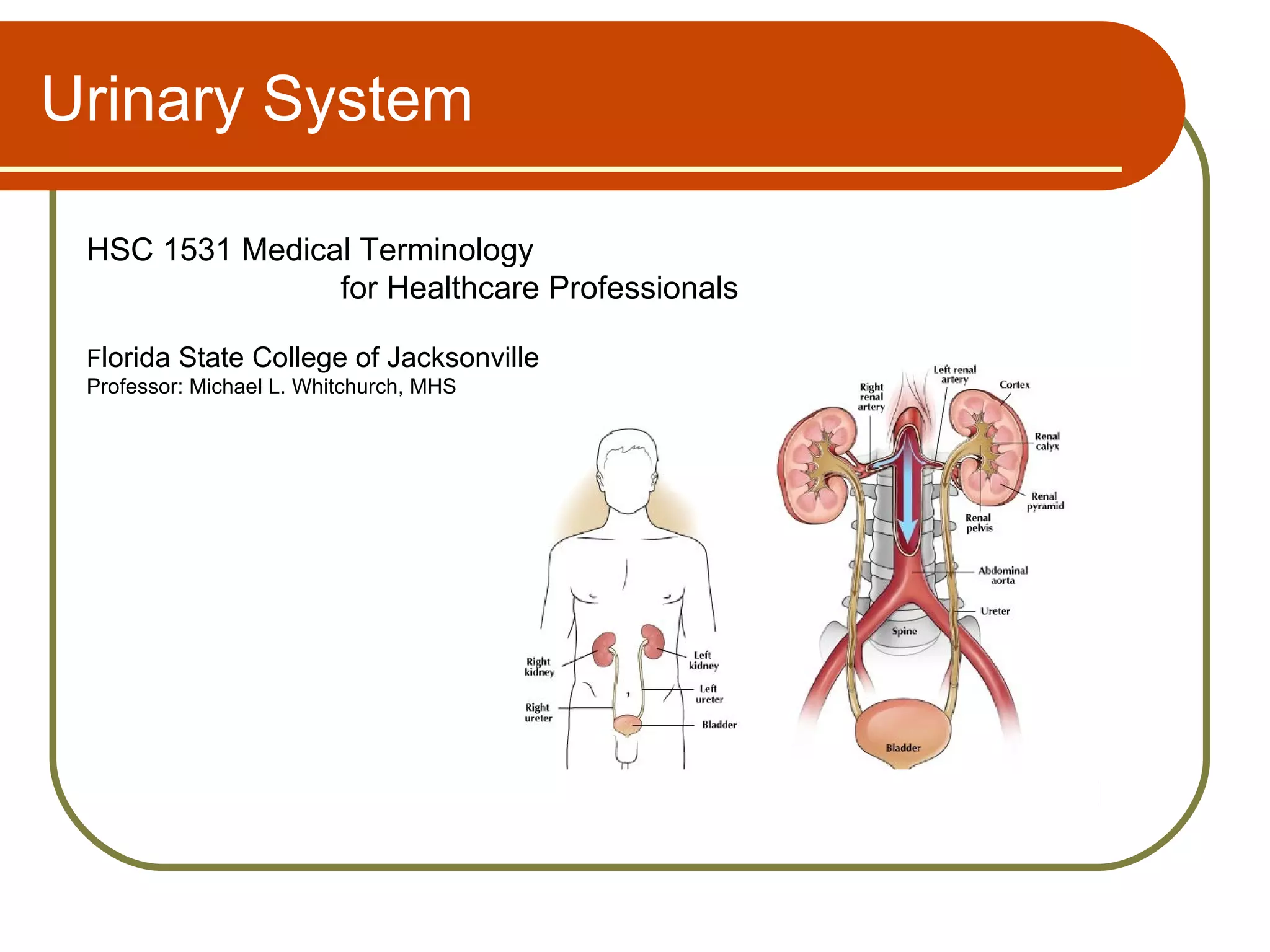 Urinary System Terminology | PPT