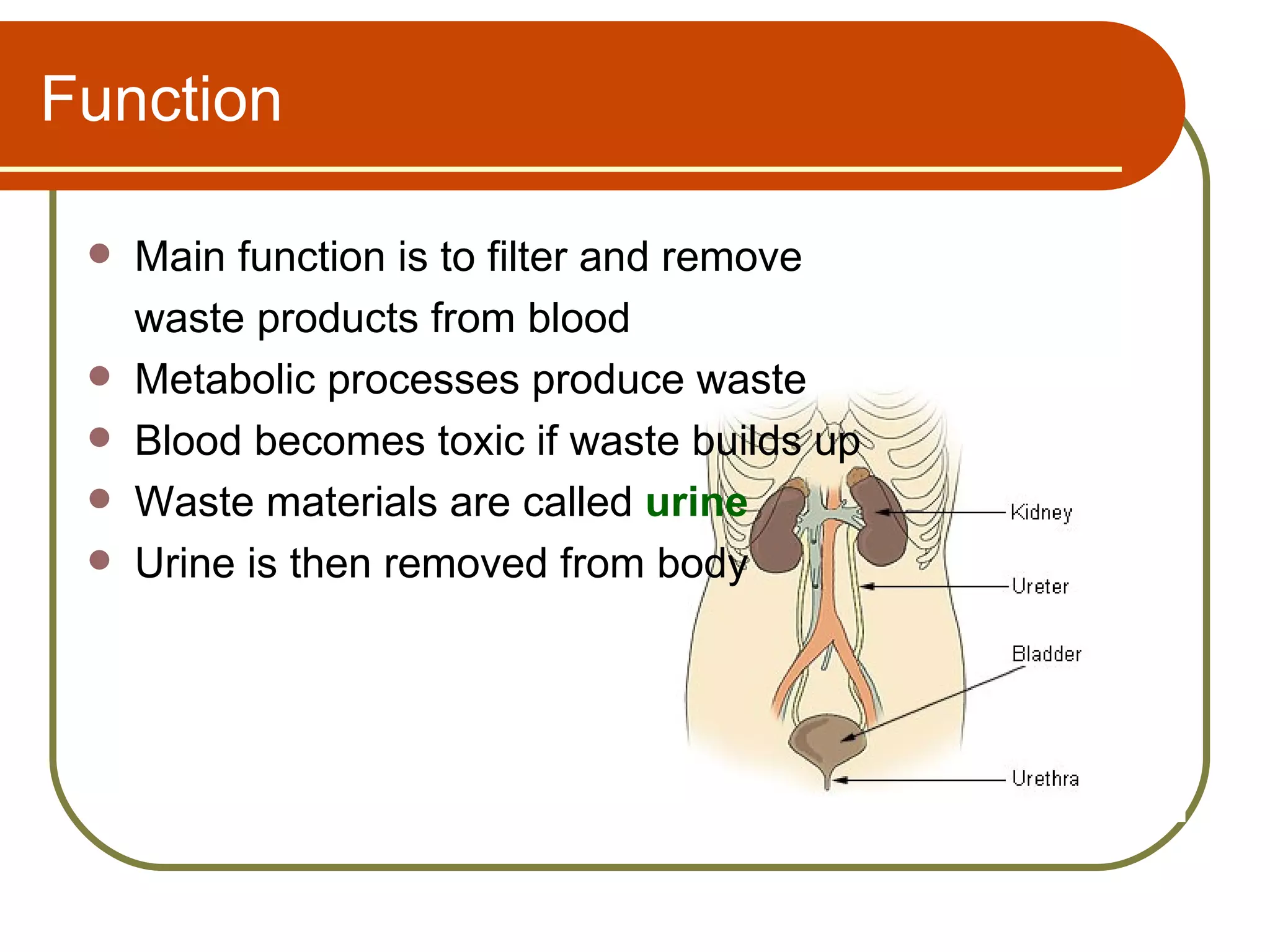 Urinary System Terminology | PPT